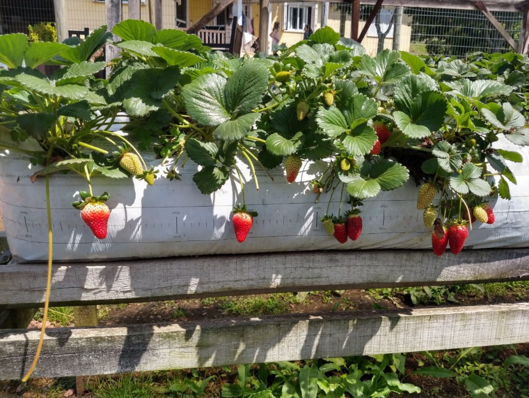 Casa do Morango | O Que Fazer | Turismo Rural - Secretaria de Turismo ...