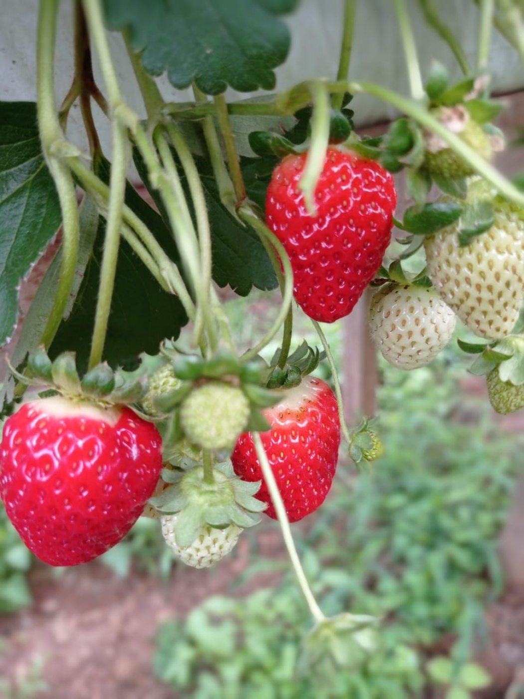 Casa do Morango | O Que Fazer | Turismo Rural - Secretaria de Turismo ...
