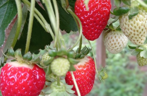 Casa do Morango | O Que Fazer | Turismo Rural - Secretaria de Turismo ...